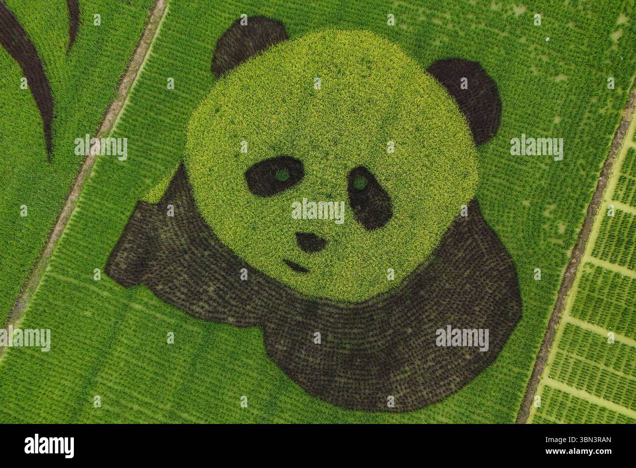 Aerial photo shows the giant panda paintings on rice field in Chengdu ...