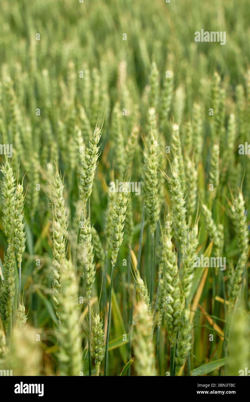 Close-up of green wheat spikes growing in field at summer day. Concept ...
