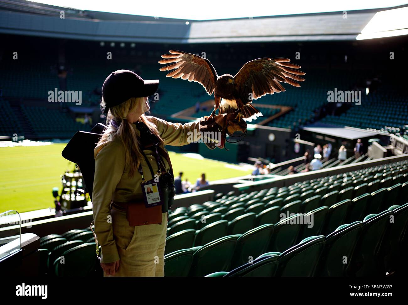 Rufus the Harris's Hawk, used to keep pigeons away from the courts ...