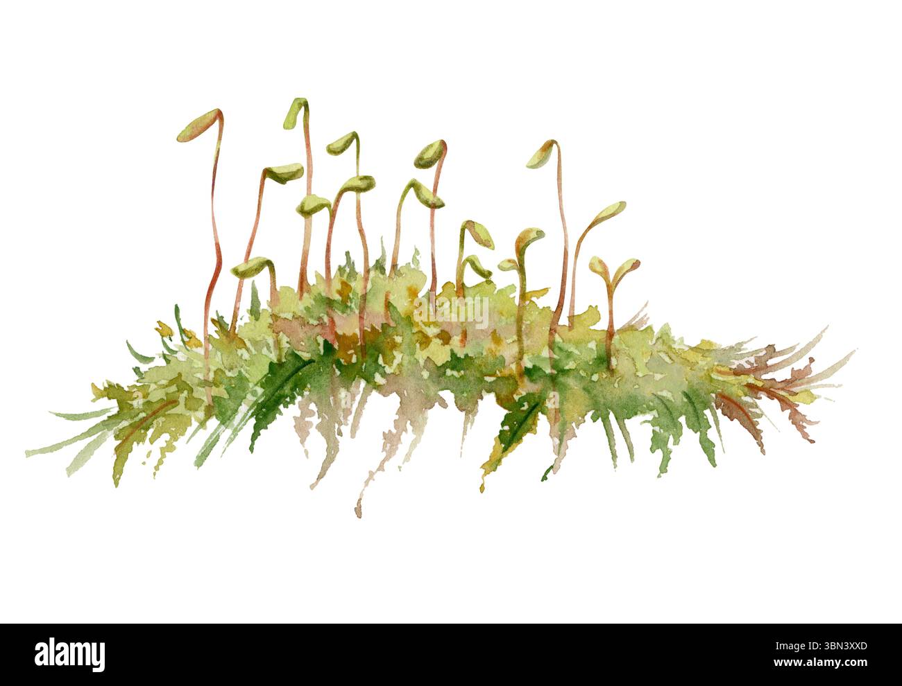 Moss seta Cut Out Stock Images & Pictures - Alamy