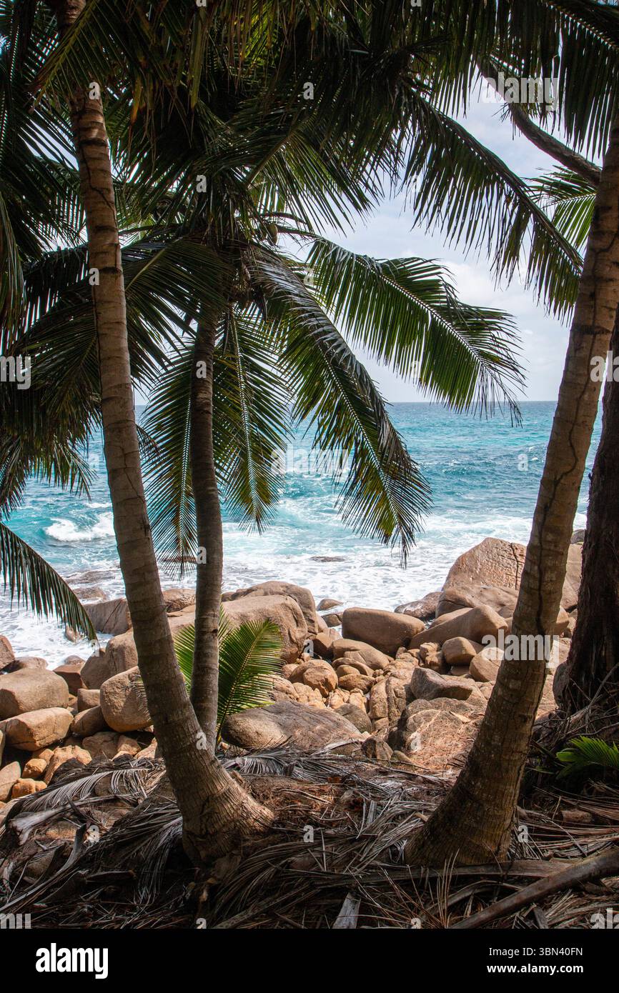 Granite rock palm trees seychelles hi-res stock photography and images ...