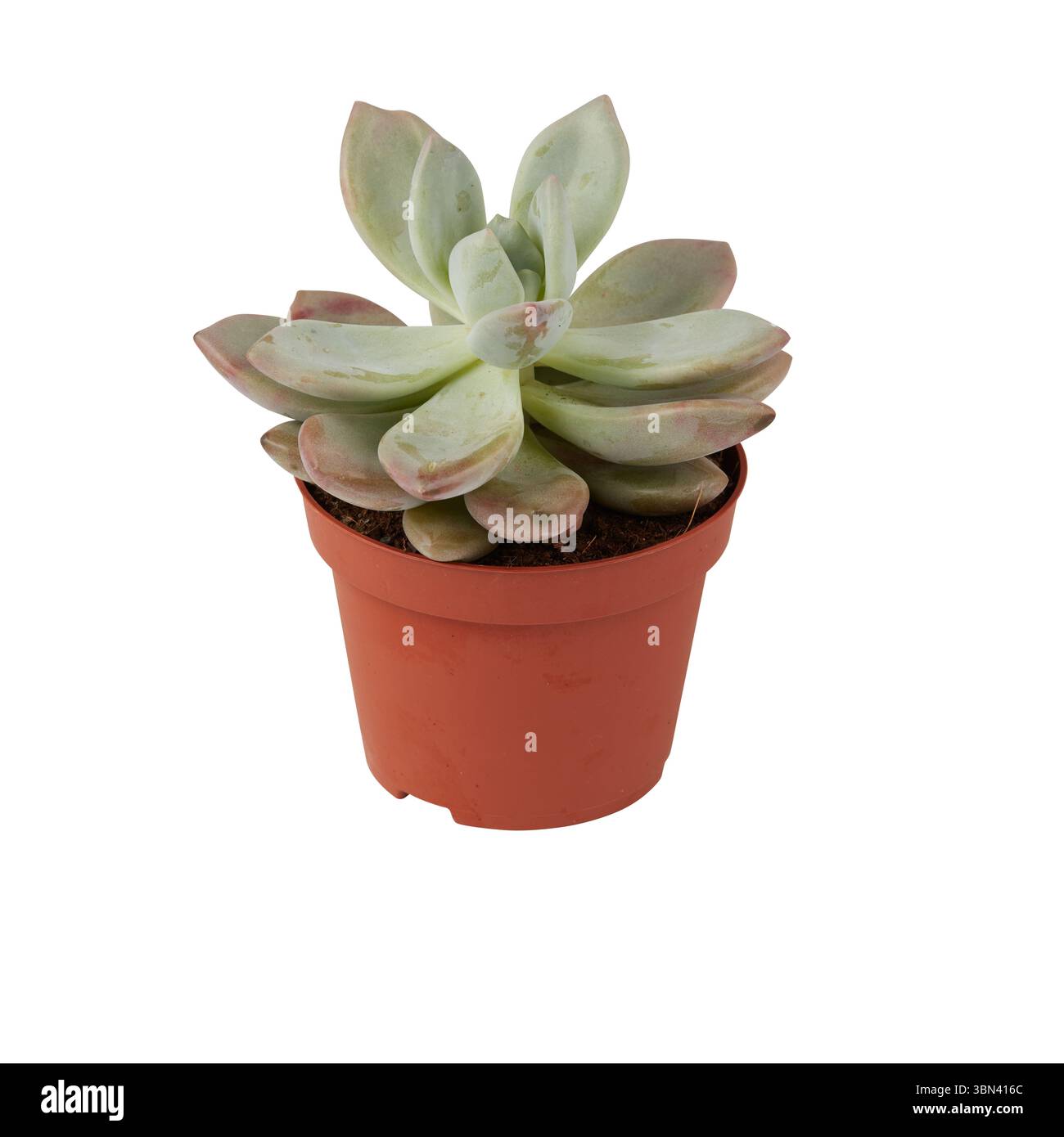 cactus in a pot cut out isolated white background with clipping path ...