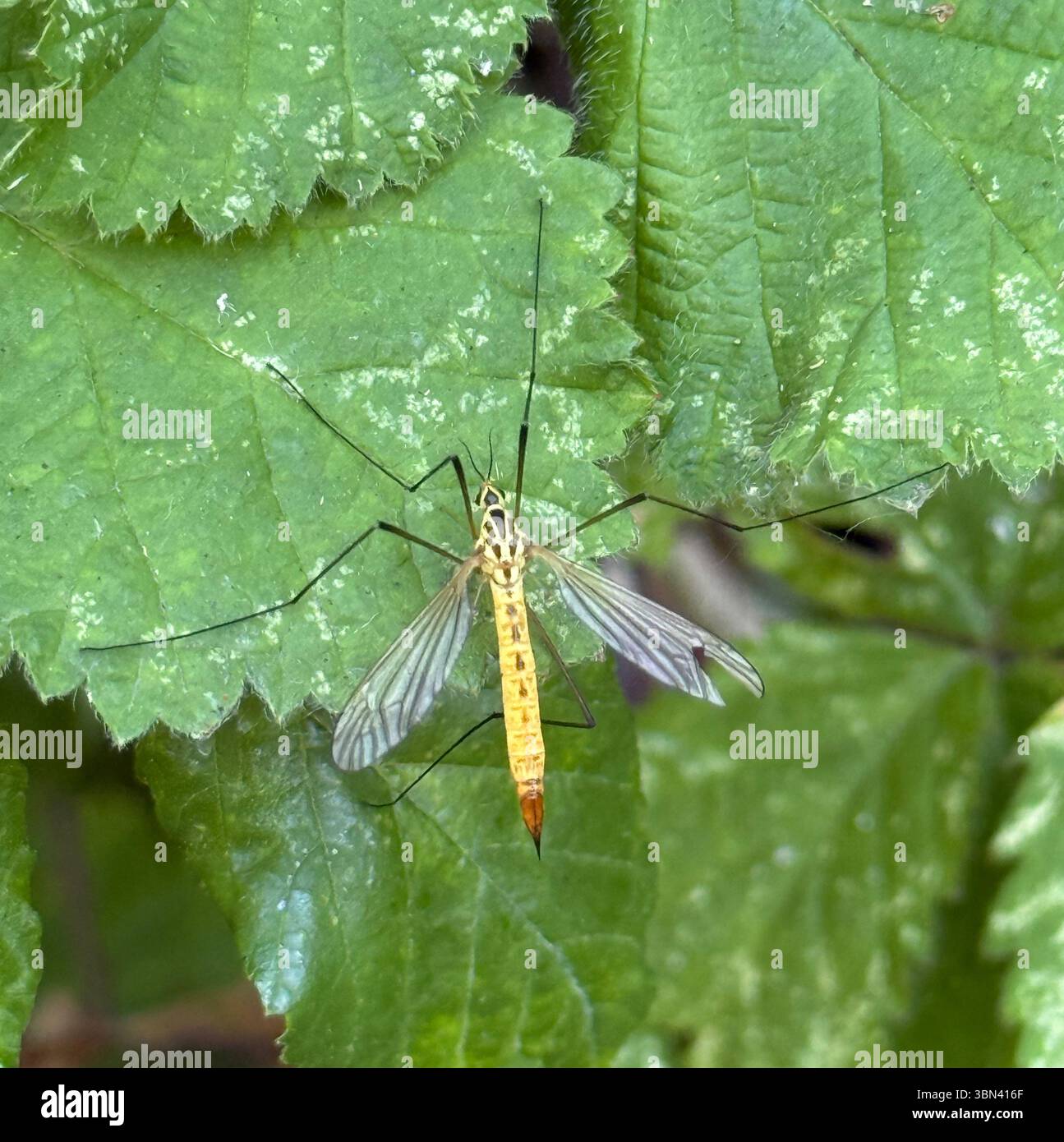 FOUR SPOTTED CRANE FLY Nephrotoma quadrifaria Photo: Tony Gale Stock ...