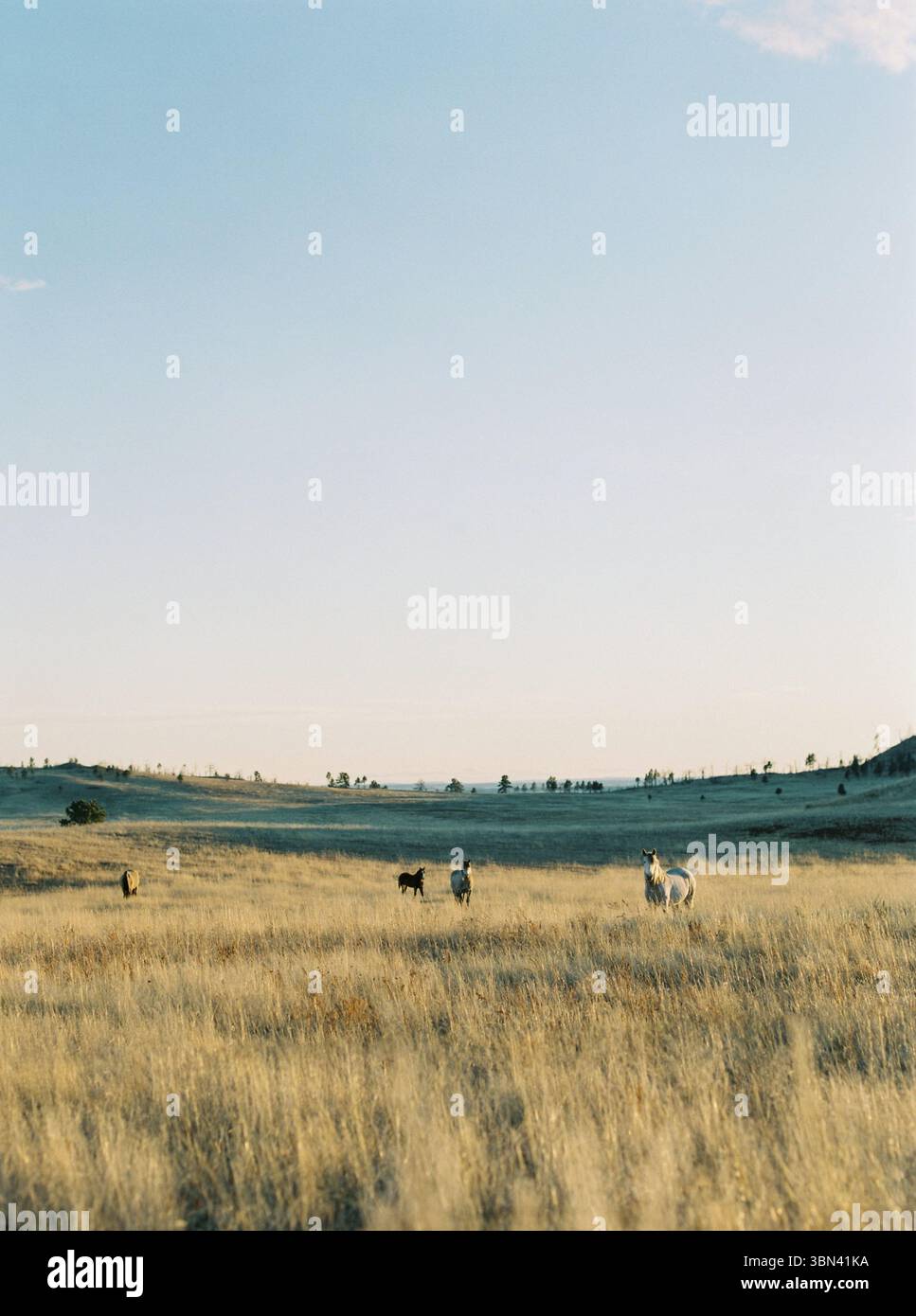 Wild horses roaming freely hi-res stock photography and images - Alamy