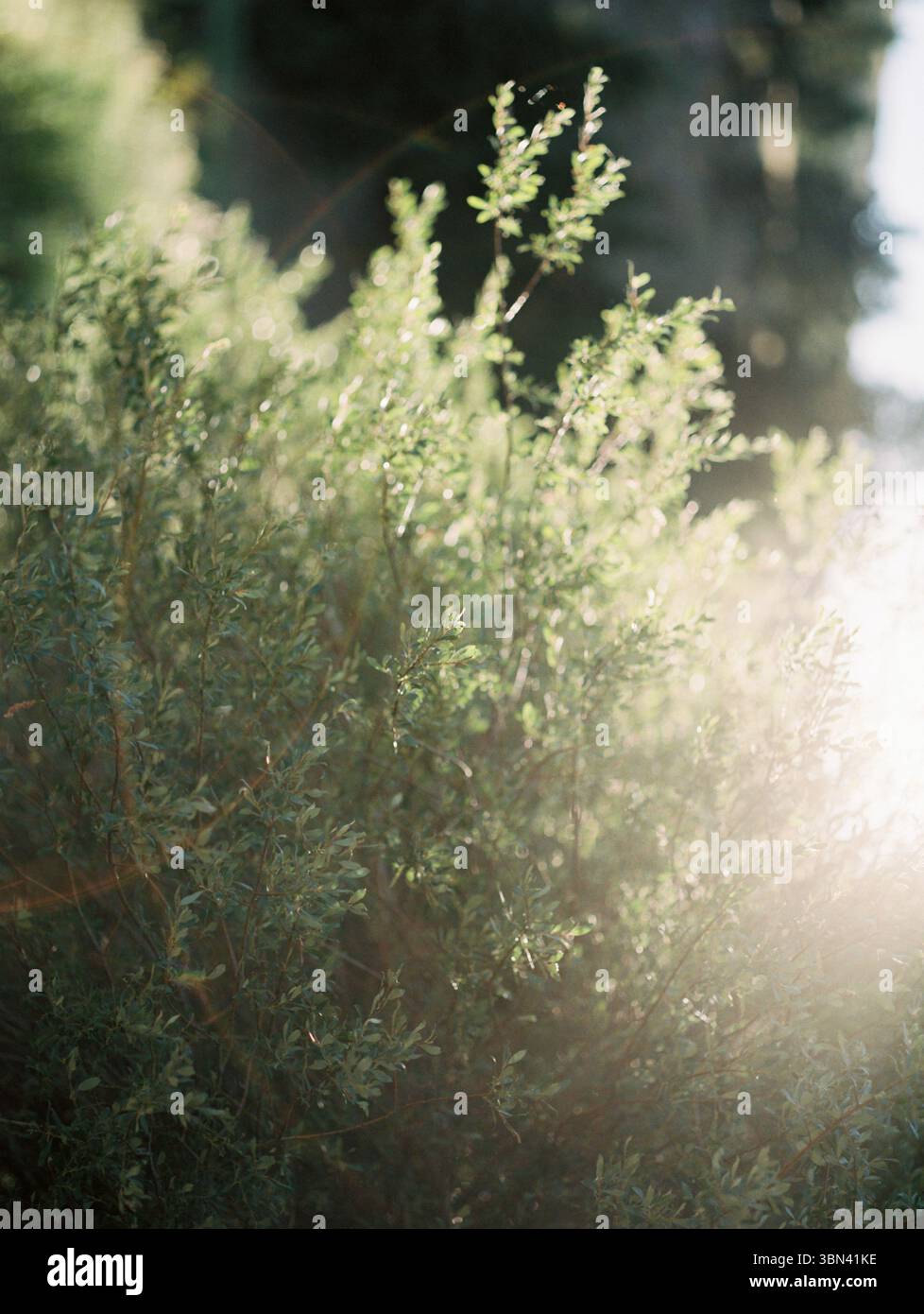 Soft sunlight filters hi-res stock photography and images - Alamy