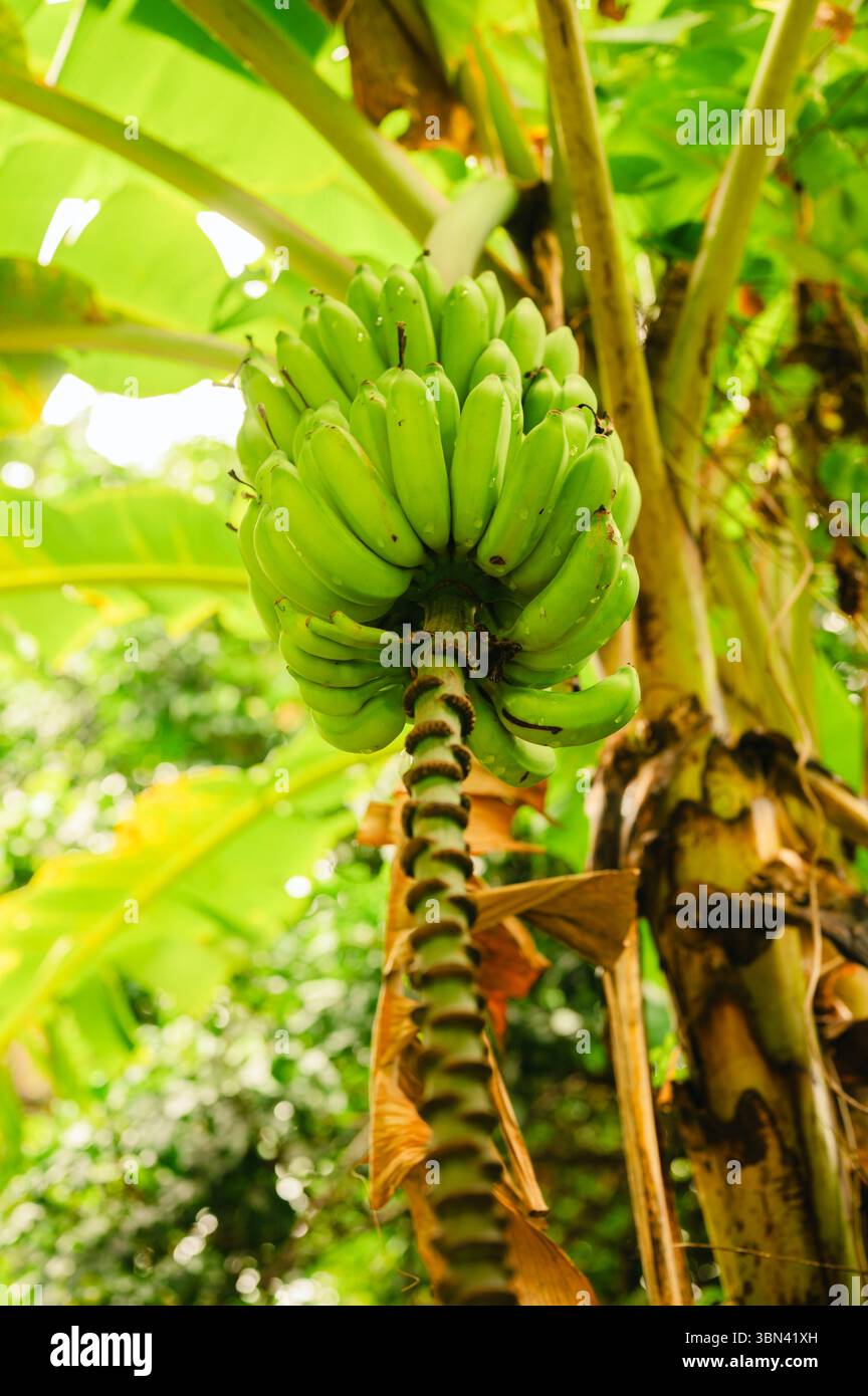 Low-angle view of green bananas growing in El Yunque, Puerto Rico Stock ...