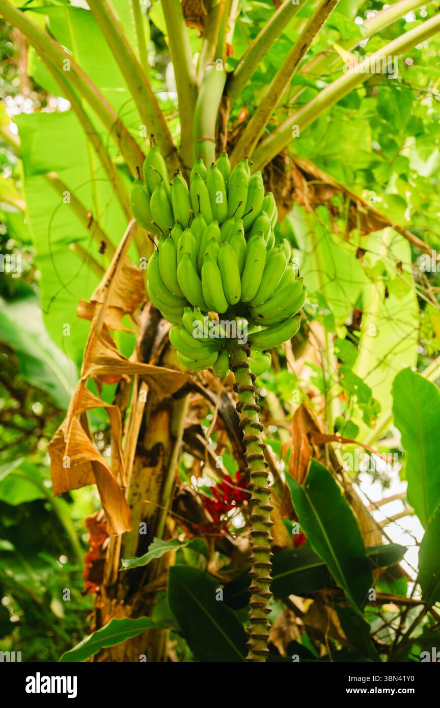 Banana cluster growing in El Yunque National Forest, Puerto Rico Stock ...
