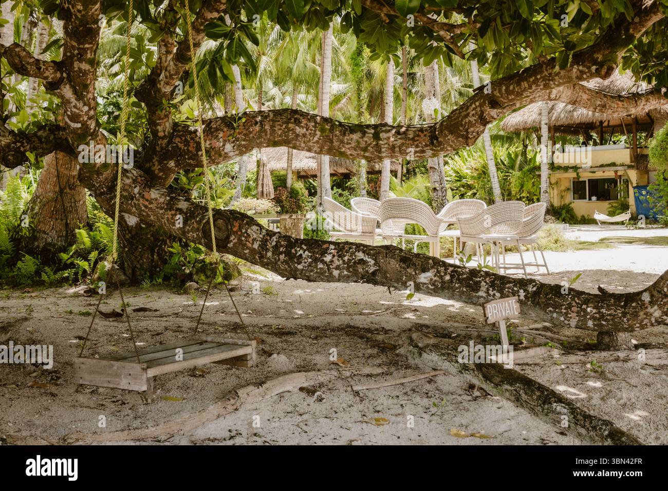 Swing hanging on palm hi-res stock photography and images - Alamy