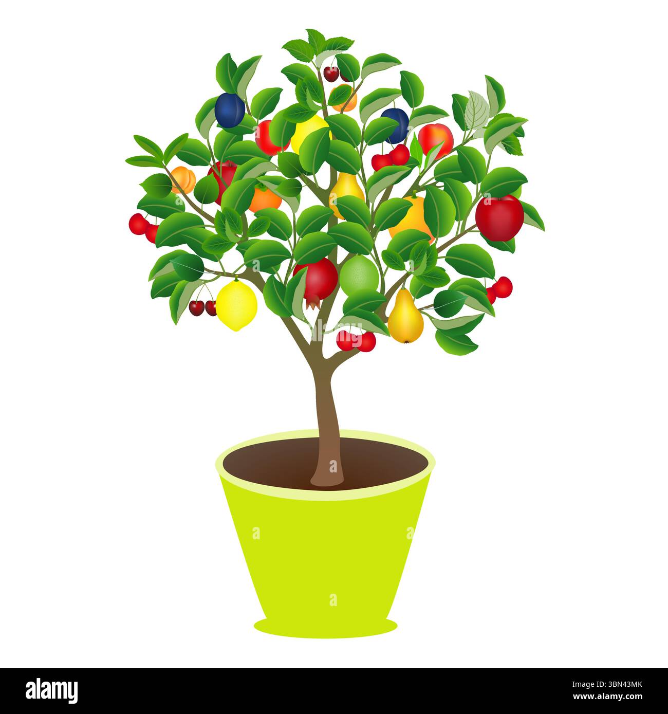 Lime on tree in Stock Vector Images - Alamy