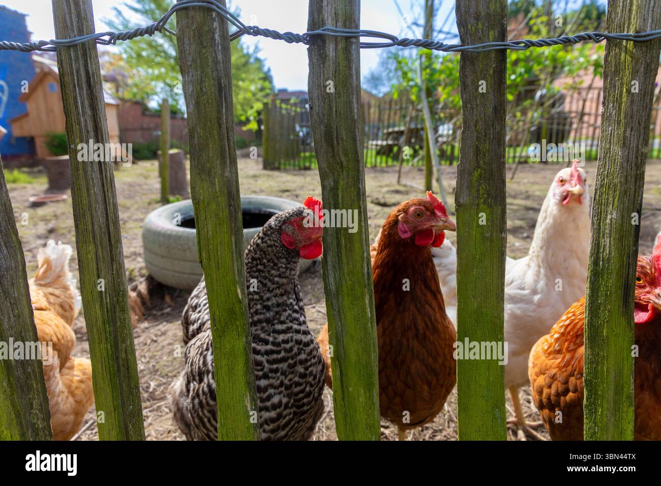 Chicken transportation hi-res stock photography and images - Alamy