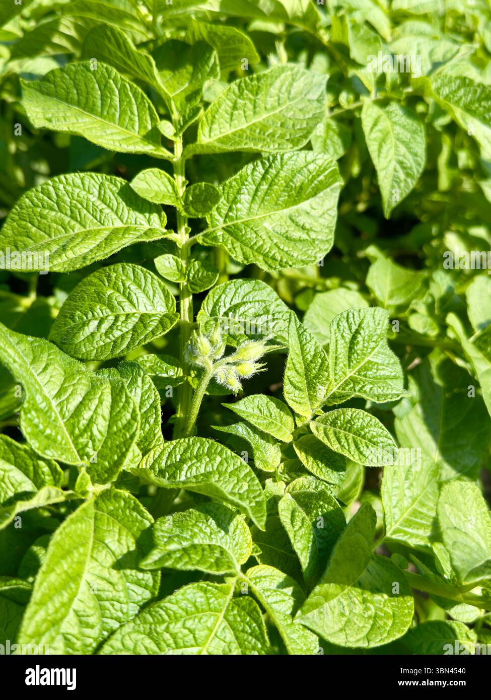 Potato Stems with Flower Buds Stock Photo - Alamy
