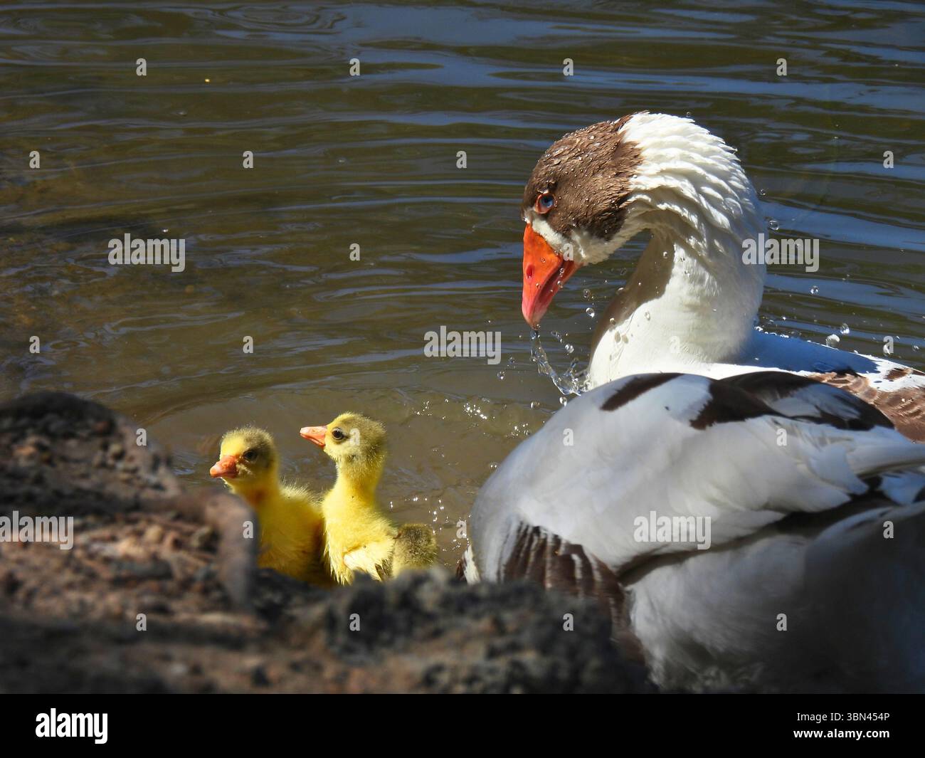 Eurasian Geese Bathing with Goslings Stock Photo - Alamy