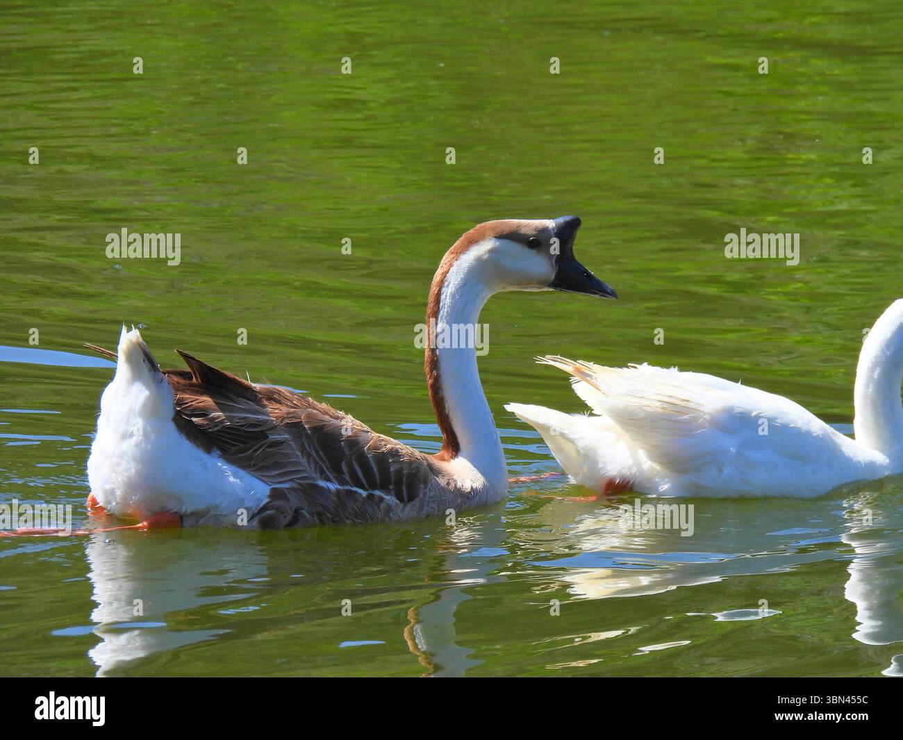 Side profile white goose hi-res stock photography and images - Alamy