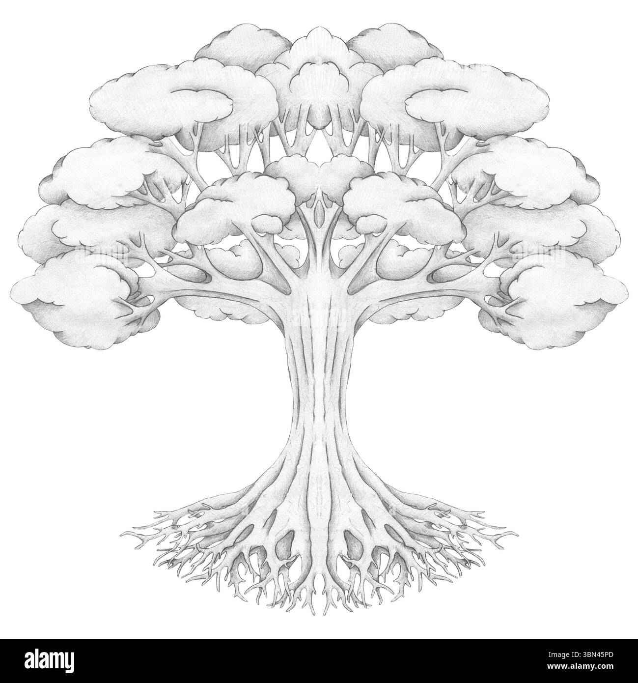 A powerful oak tree with roots, isolated on a white background ...