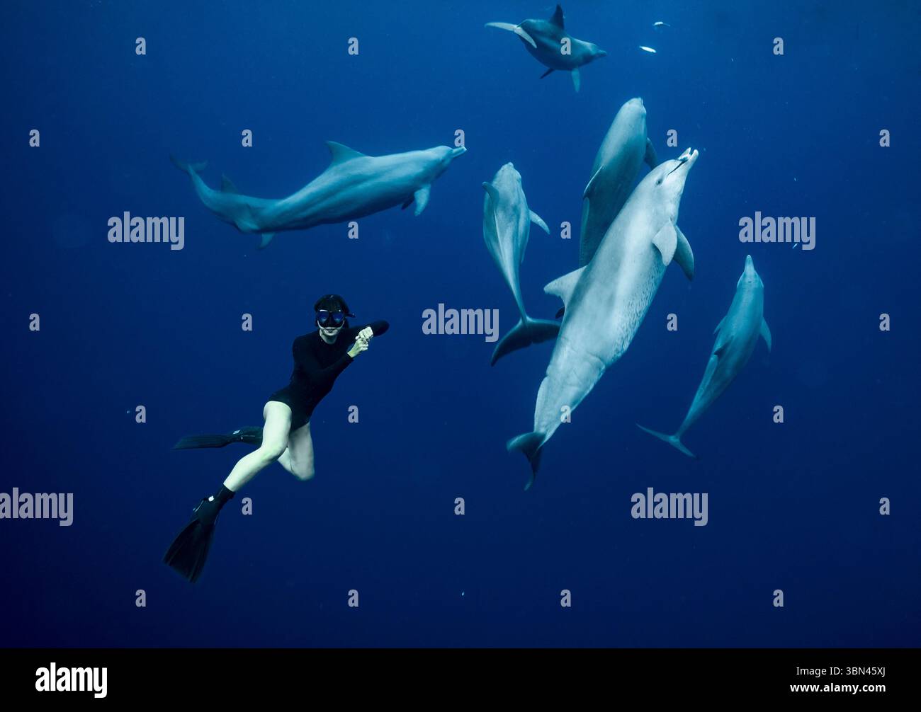 freediver diving with bottlenose dolphins in Raja Ampat Stock Photo - Alamy