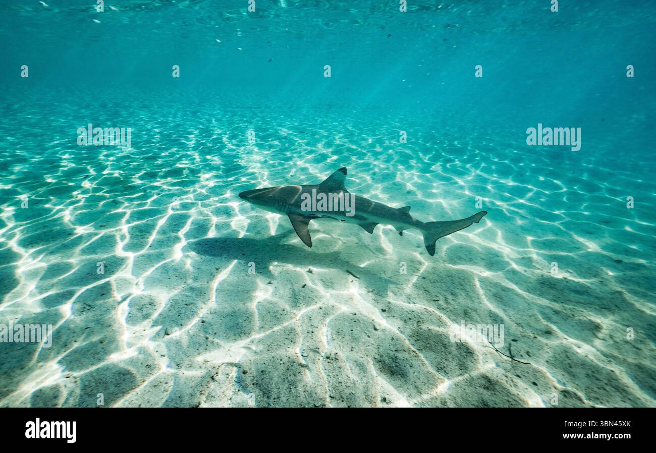 a juvenile black tip shark in Raja Ampat Stock Photo - Alamy