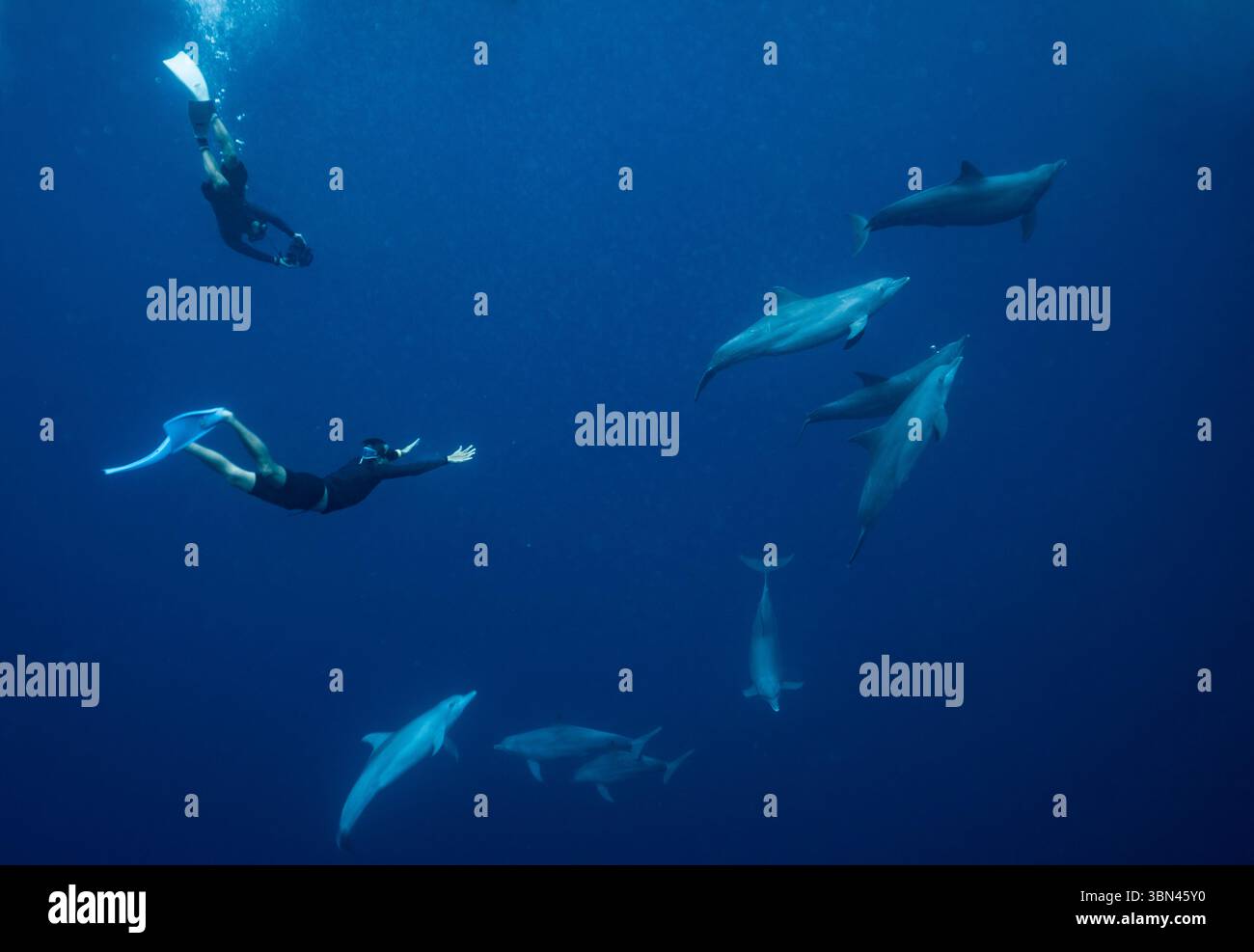 freediver diving with bottlenose dolphins in Raja Ampat Stock Photo - Alamy