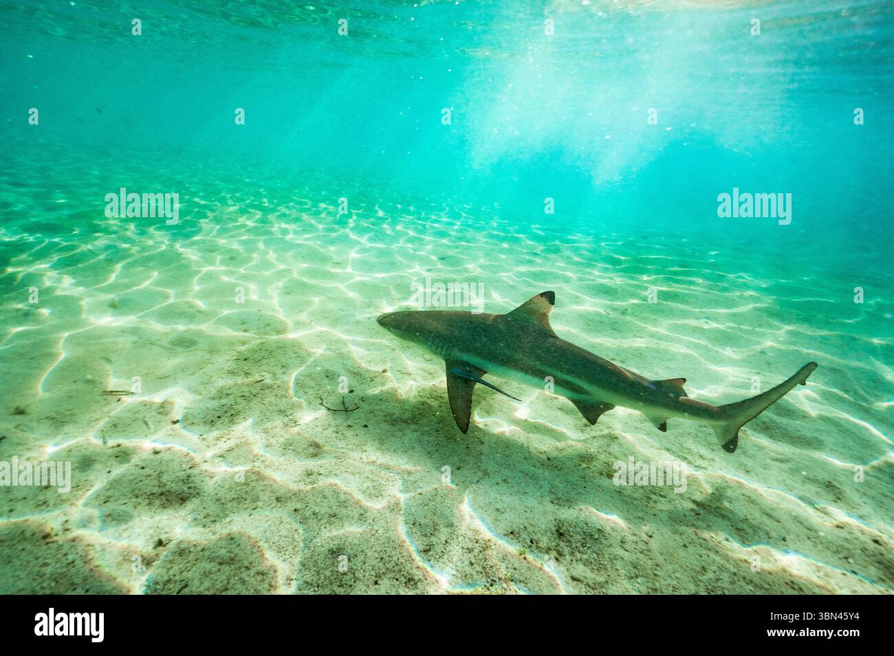 a juvenile black tip shark in Raja Ampat Stock Photo - Alamy