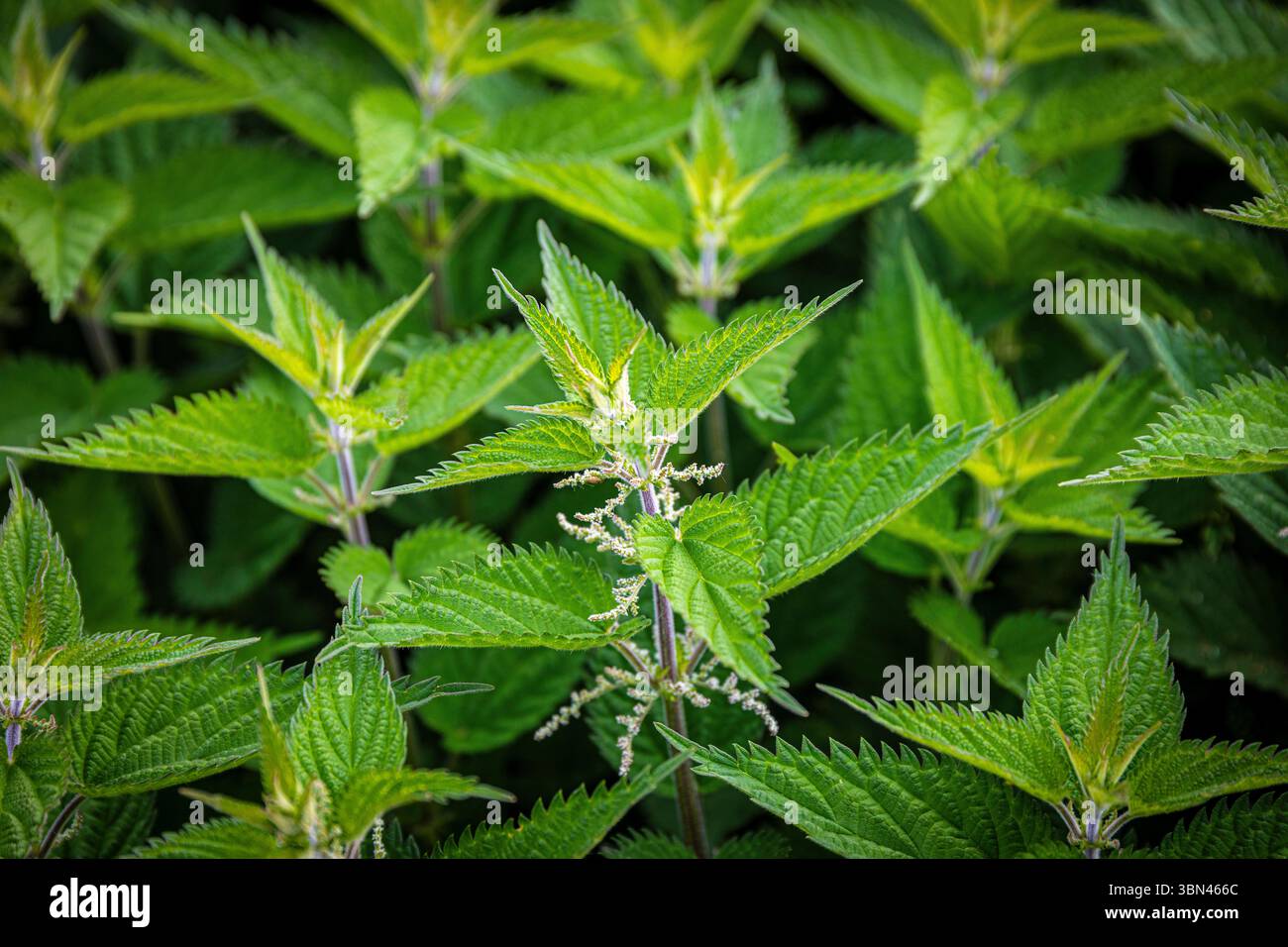 Nettle vegetation hi-res stock photography and images - Alamy