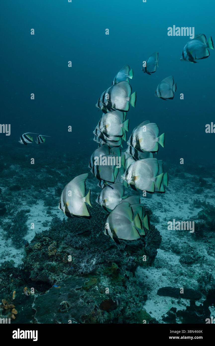 A scoal of batfish in tropical Raja Ampat Stock Photo - Alamy