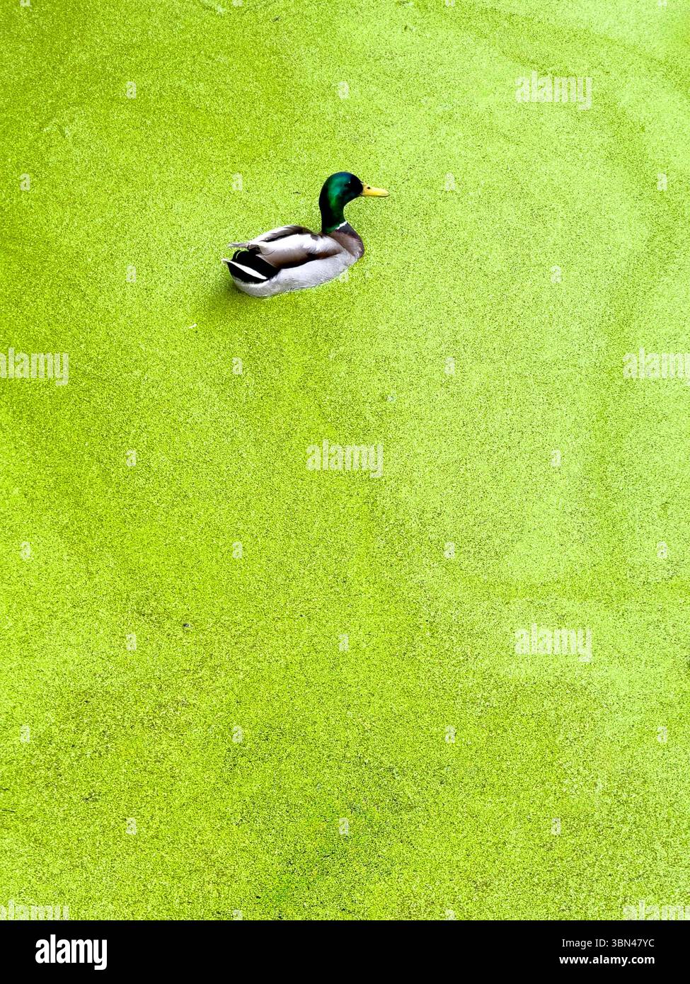 Canal green algae hi-res stock photography and images - Alamy