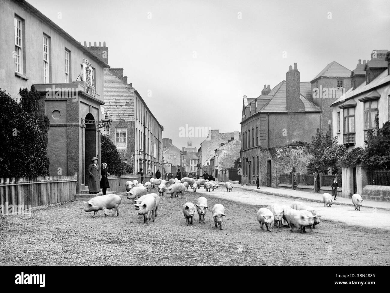 A late 19th-century photograph of a herd of pigs being driven down ...