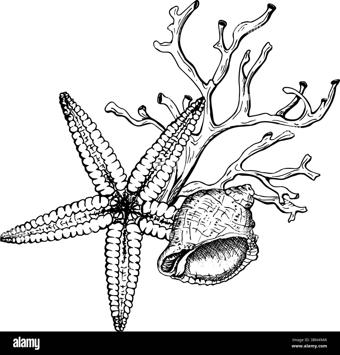 Detailed black and white vector illustration with a starfish, a conch ...