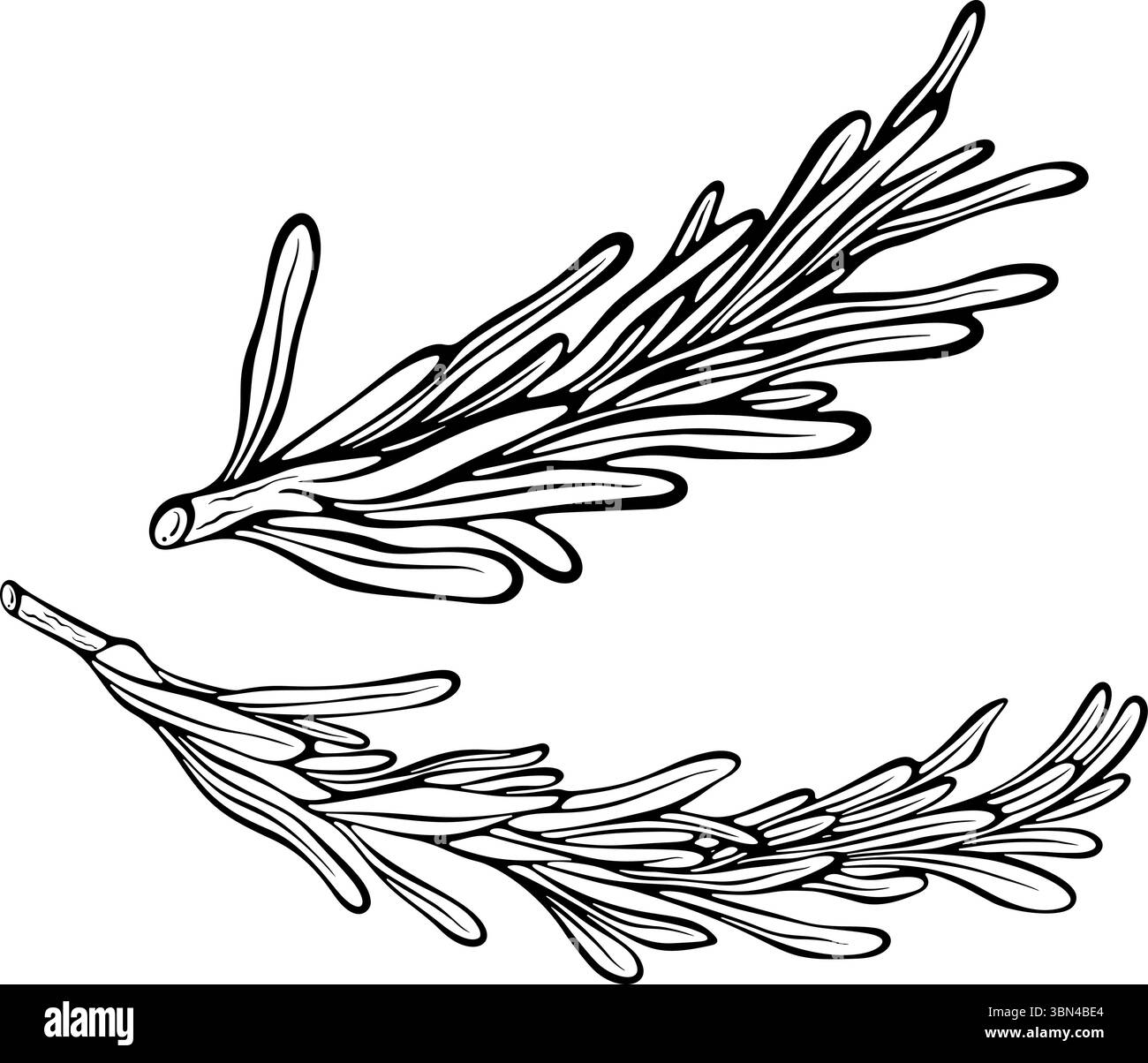 Garden rosemary Black and White Stock Photos & Images - Alamy