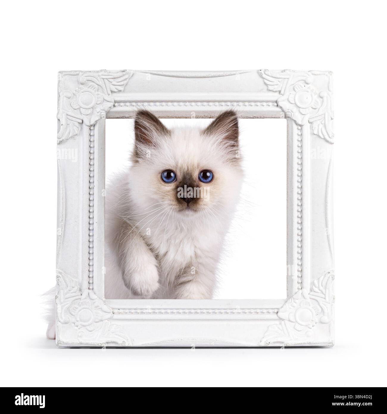 Baby brown fur seal Cut Out Stock Images & Pictures - Alamy