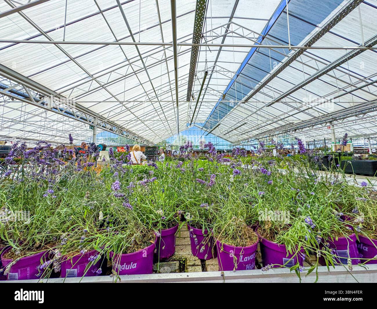 Plants for sale, under a greenhouse in a garden center Stock Photo - Alamy