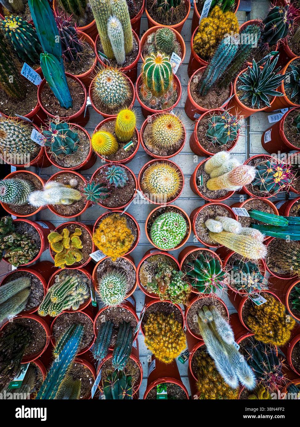 Different varieties of cacti in a garden center Stock Photo - Alamy