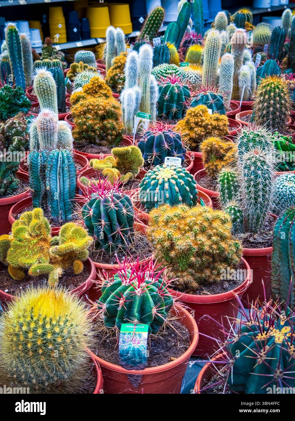 Different varieties of cacti in a garden center Stock Photo - Alamy