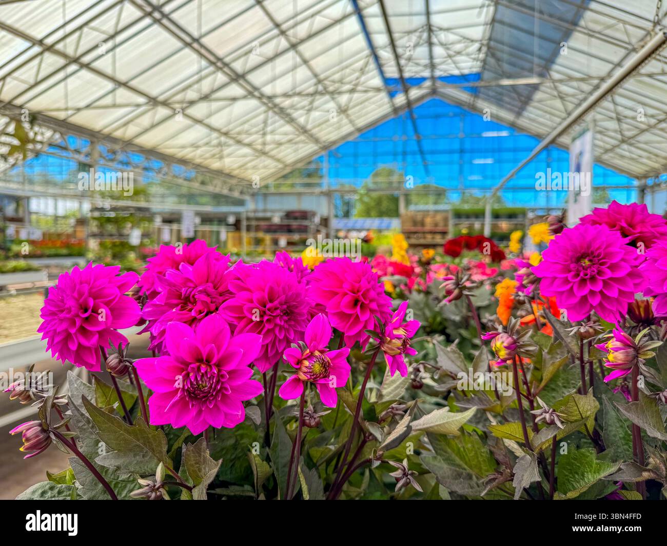 Plants for sale, under a greenhouse in a garden center Stock Photo - Alamy