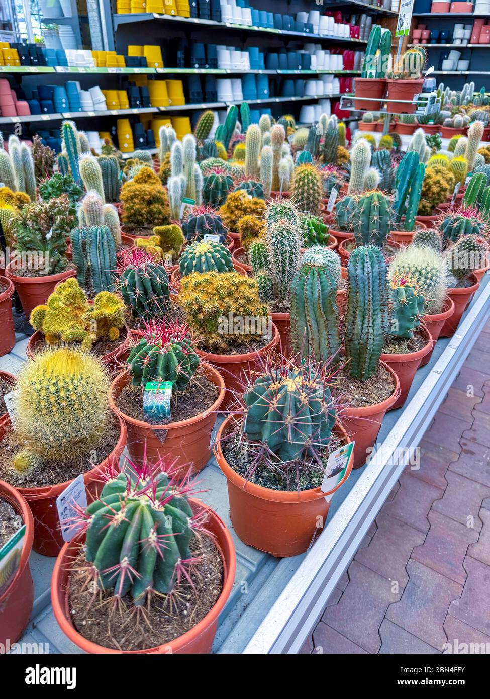 Different varieties of cacti in a garden center Stock Photo - Alamy