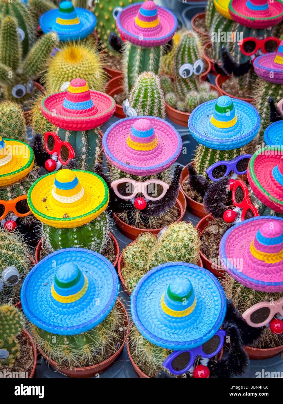 Different varieties of cacti in a garden center Stock Photo - Alamy