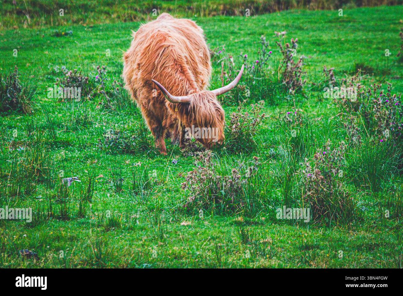 Highland, Scottish cattle breed Stock Photo - Alamy