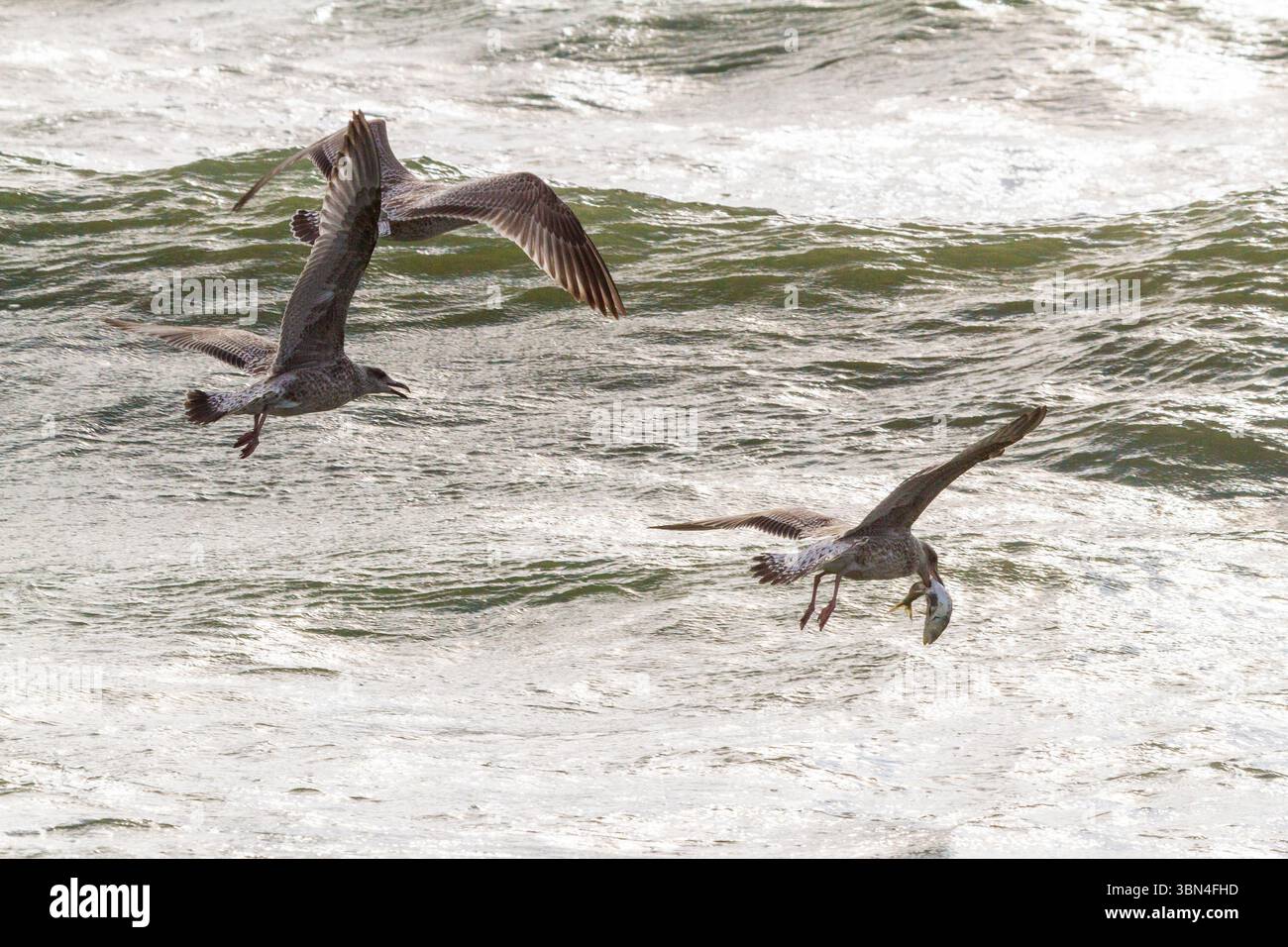 Immature gull with a fish in its beak, followed by other gulls Stock ...
