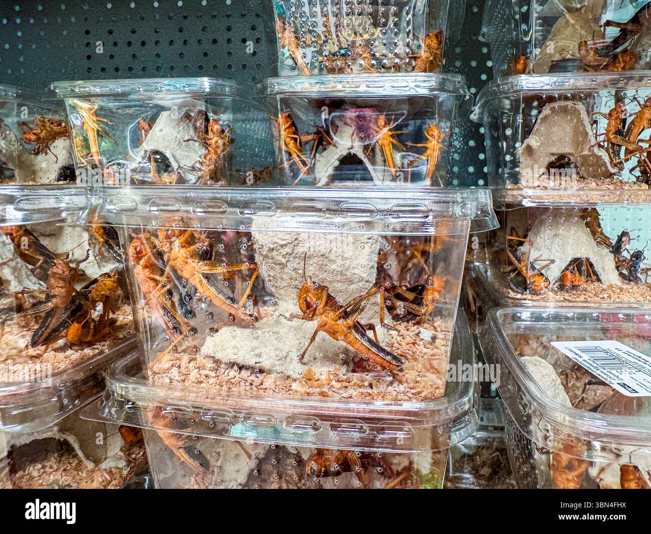Sale o fliving insects in transparent plastic boxes in a garden center ...