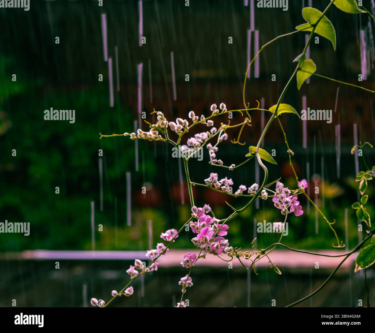 Macro soft focus rain hi-res stock photography and images - Alamy
