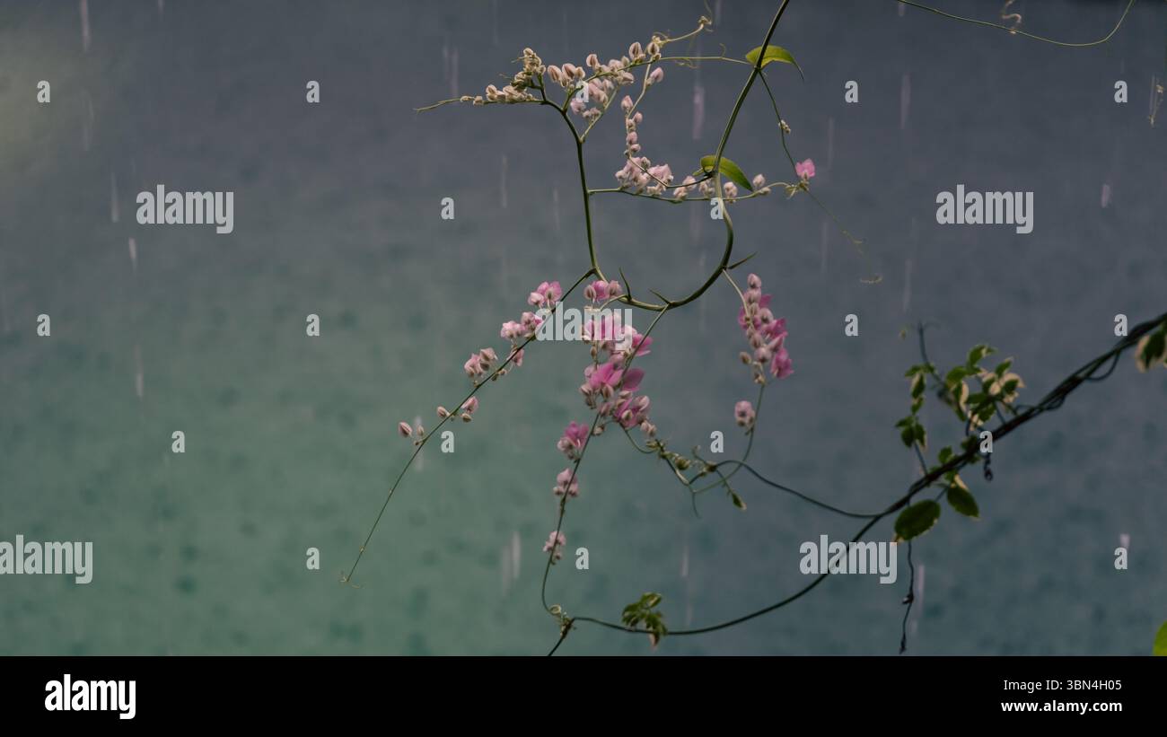 Macro soft focus rain hi-res stock photography and images - Alamy