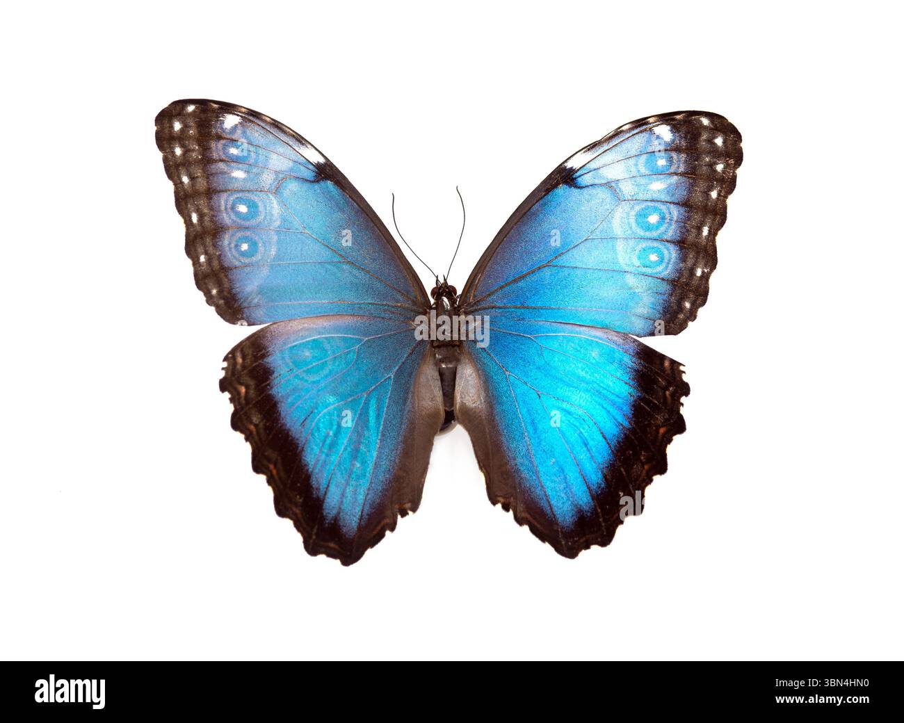 Bright blue butterfly with open wings, isolated on white background ...