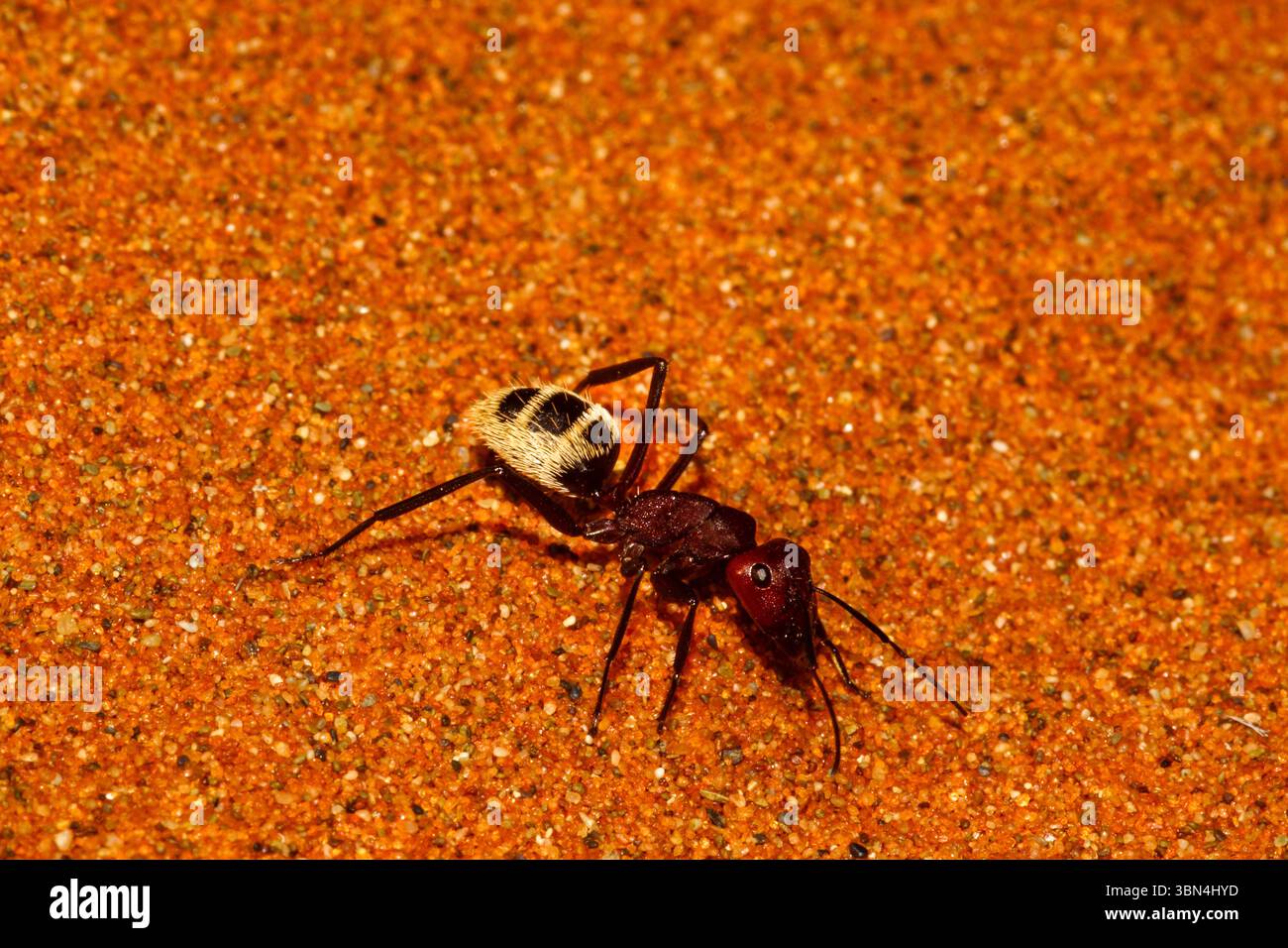 Namib Desert Dune Ant (Camponotus detritus) in its natural habitat on ...