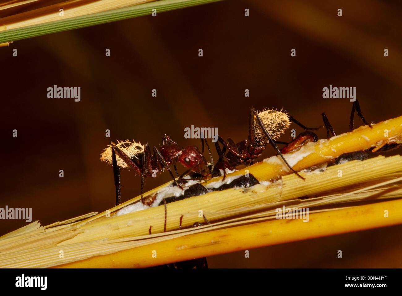 Namib Desert Dune Ants (Camponotus detritus) in the Namib desert ...