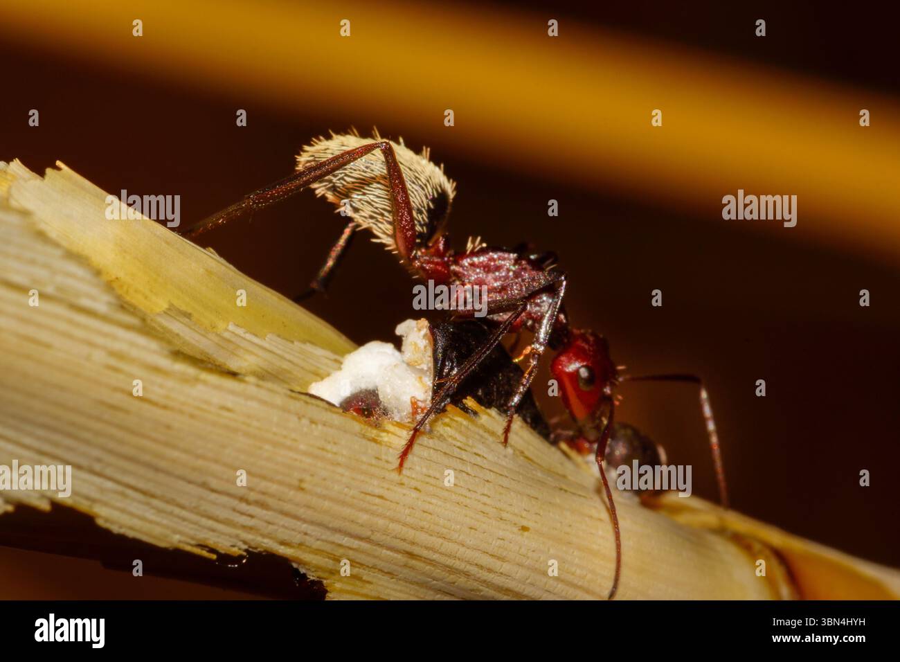 Close-up of a Namib Desert Dune Ants (Camponotus detritus), with its ...
