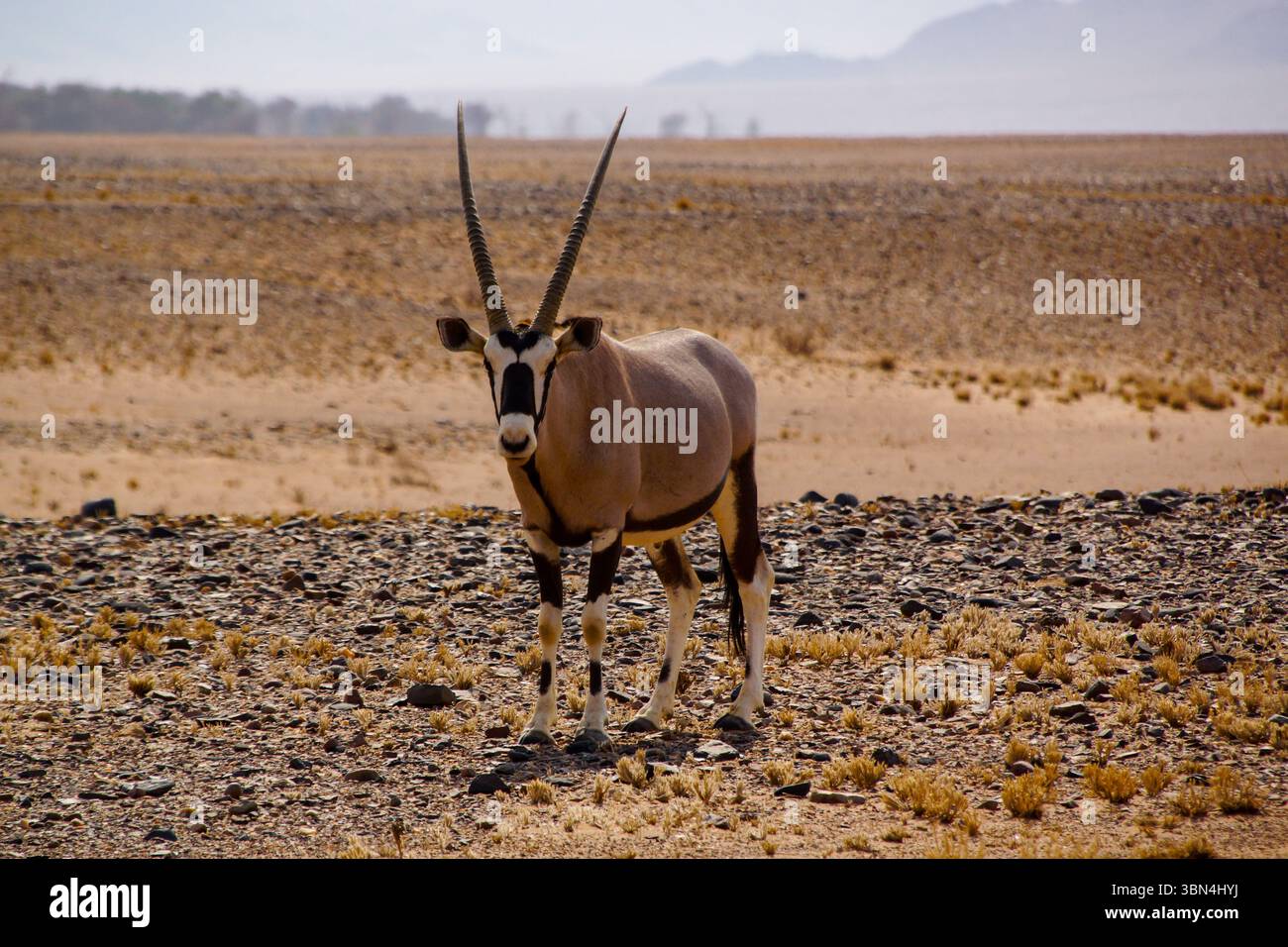 South African Oryx antelope (Oryx gazella) with long straight horns, on ...