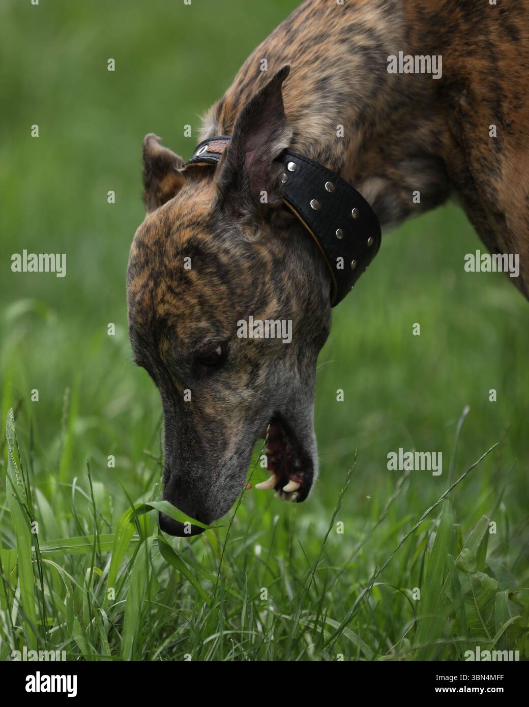 English greyhound dog hi-res stock photography and images - Alamy