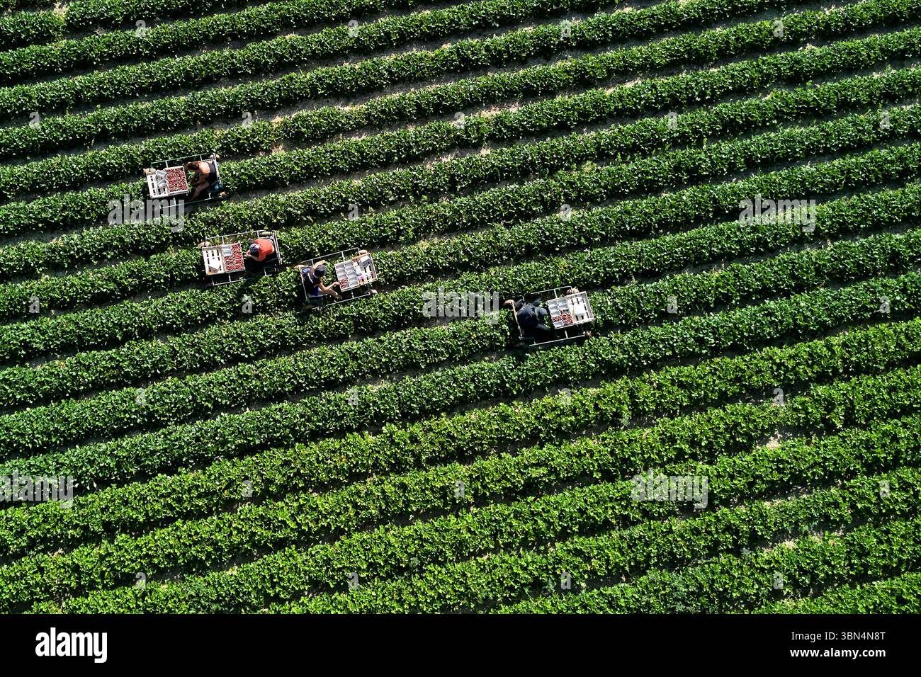 Harvest helpers harvest strawberries on a field in the outskirts of ...
