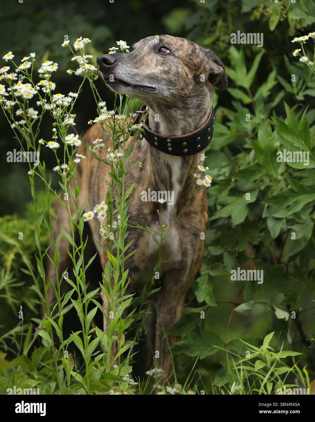 Portrait of brindle colored greyhound outdoor Stock Photo - Alamy