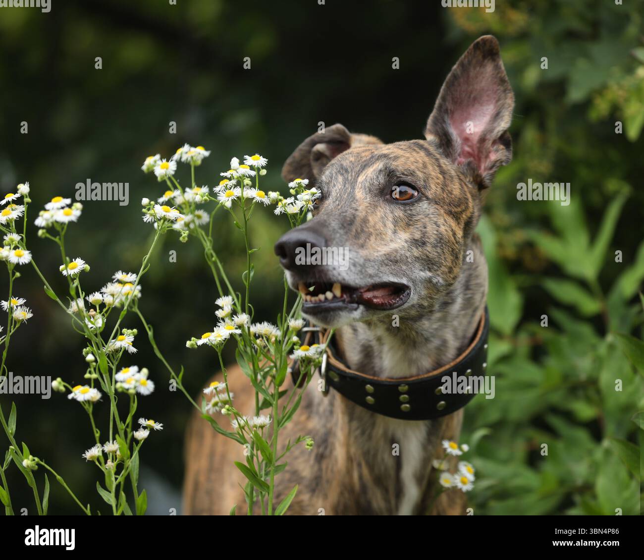 Portrait of brindle colored greyhound outdoor Stock Photo - Alamy