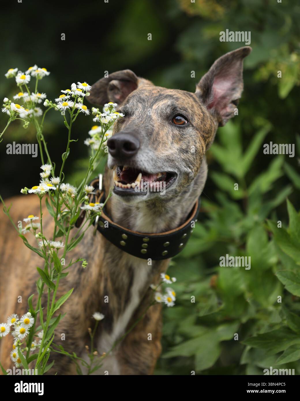 Portrait of brindle colored greyhound outdoor Stock Photo - Alamy